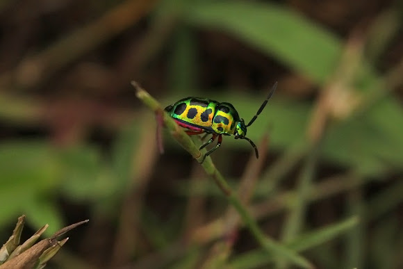 Chrysocoris stolli | Project Noah