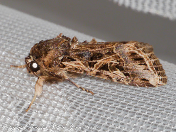 Mediterranean Brocade Moth | Project Noah