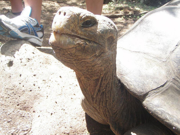 Hybrid Galapagos Tortoise | Project Noah