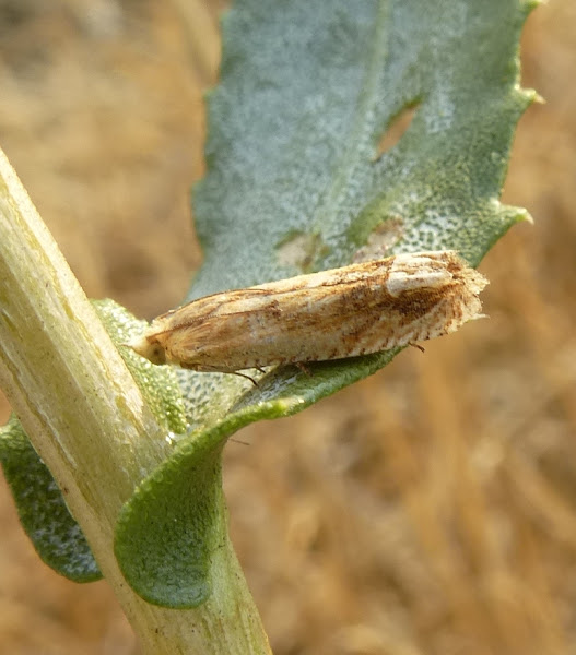 Totricid leaf roller moth | Project Noah