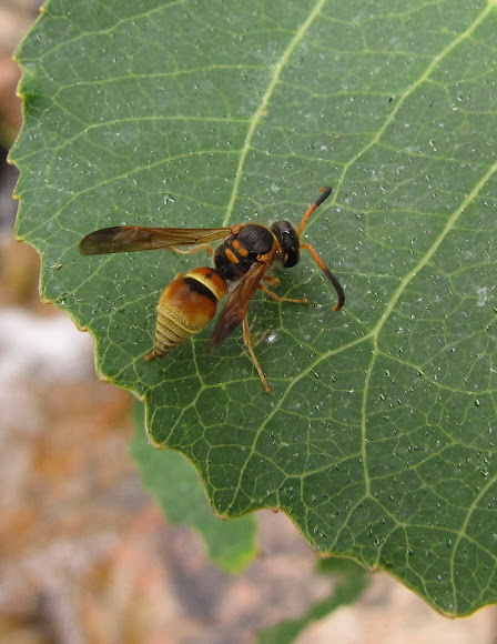 Mason wasp (male) | Project Noah