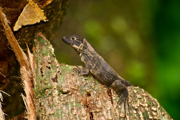 Costa Rican Tropical Night Lizard | Project Noah