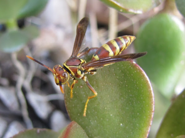 Common Paper Wasp | Project Noah