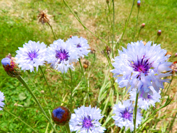 Cornflower (light blue variety) | Project Noah