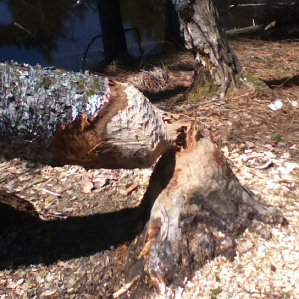 Sruce tree | Project Noah