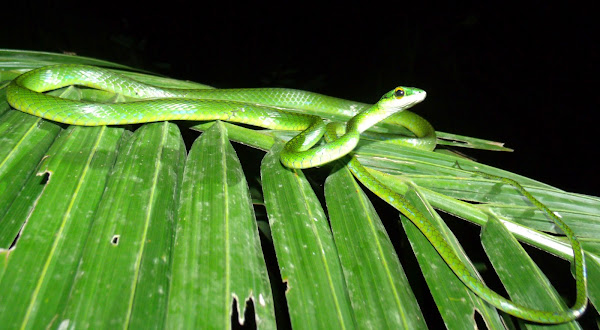 Satiny Parrot Snake | Project Noah