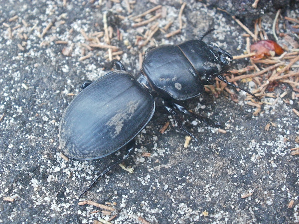 Kimberley Carabid Beetle | Project Noah