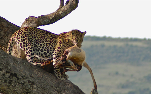 Leopard | Project Noah