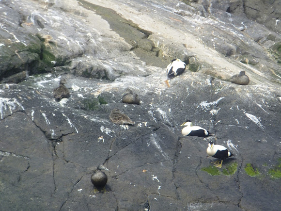 Common Eider | Project Noah
