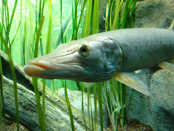 Muskellunge | Project Noah