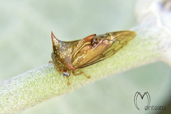 Horned treehopper | Project Noah