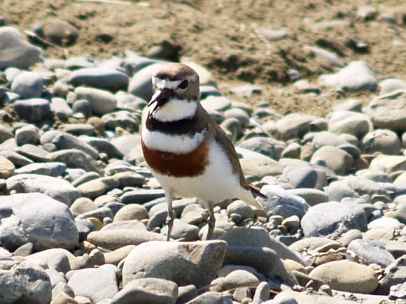 Banded Dotterel | Project Noah