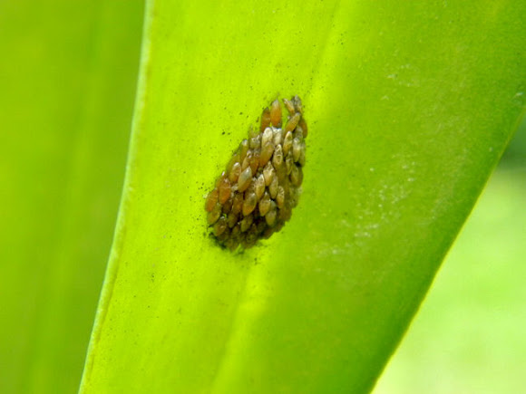 planthopper egg mass | Project Noah