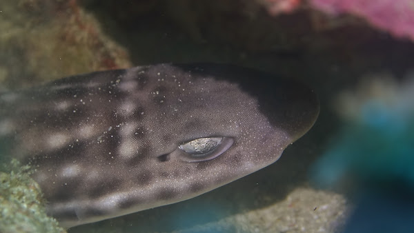 Marble Cat Shark | Project Noah
