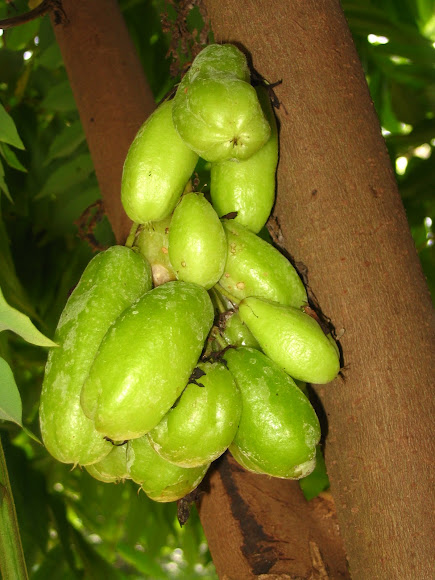 Bilimbi/ Pulinjikka/ Cucumber tree | Project Noah