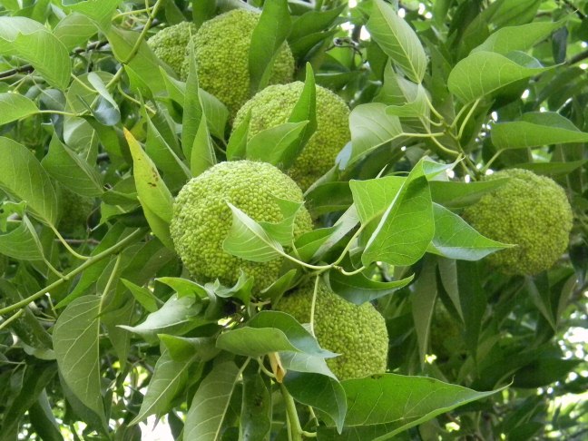 Osage orange, hedge apple | Project Noah