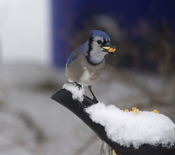 Blue Jay | Project Noah
