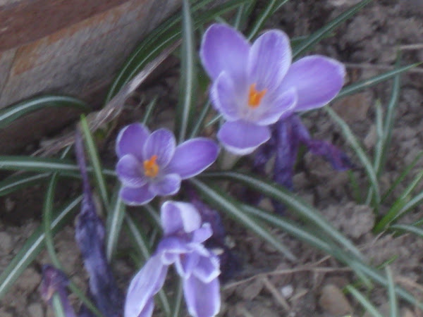 Crocus | Project Noah