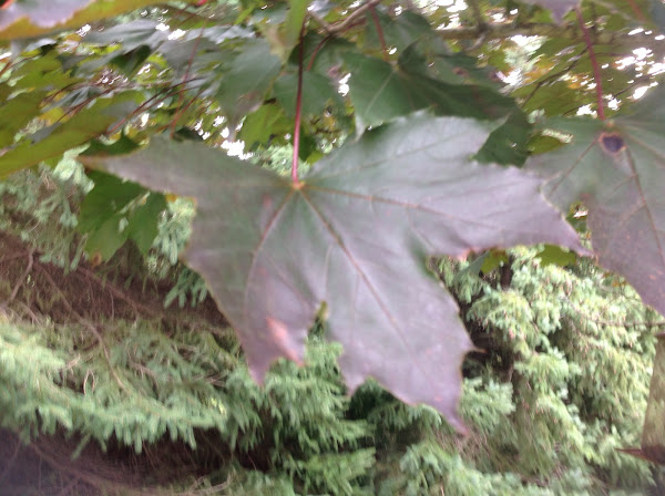 Crimson King Maple Tree | Project Noah