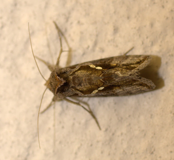 Silver U or Tomato Semi-looper | Project Noah