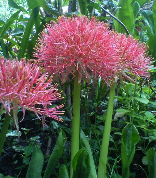 football lily | Project Noah