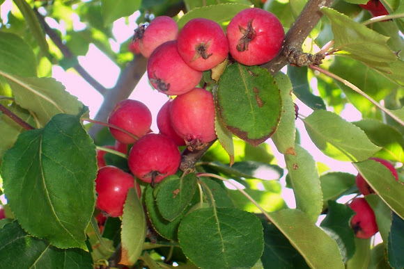 Crab Apples | Project Noah