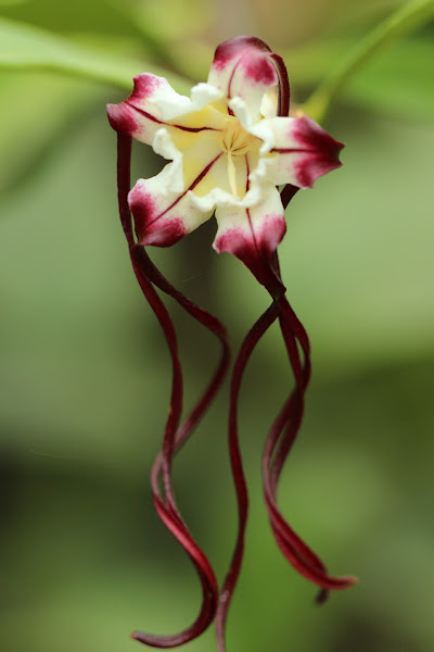 Twisted Cord Flower | Project Noah