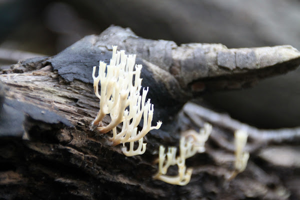 Crown Coral | Project Noah