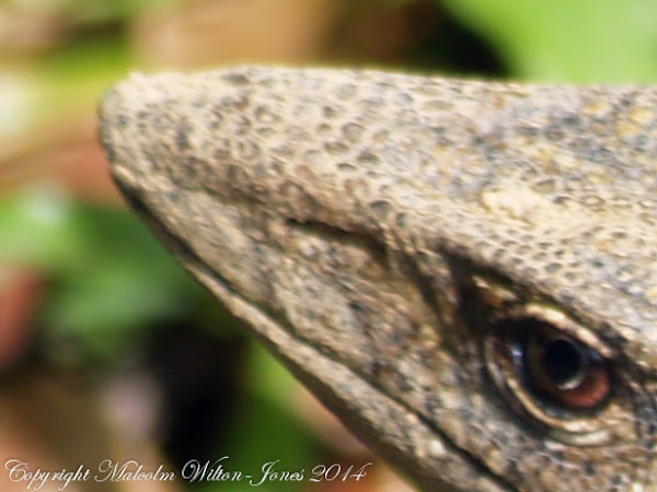 Clouded Monitor Lizard | Project Noah