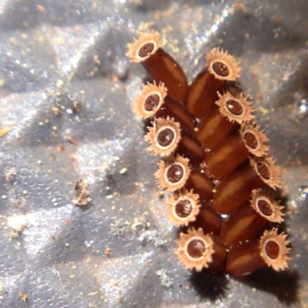 Spined Assassin Bug eggs | Project Noah