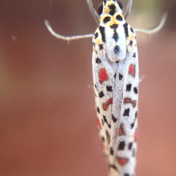 Salt & Pepper Moth | Project Noah