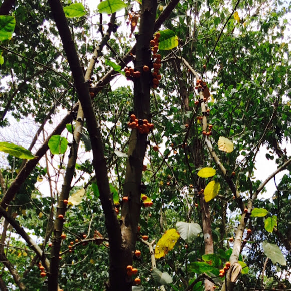 Bunog | Project Noah