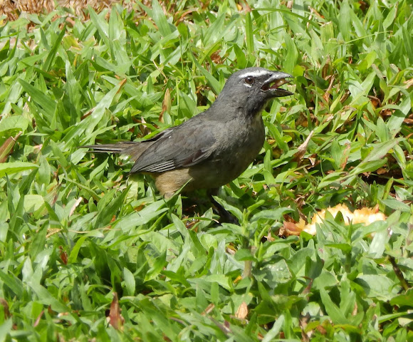 Greyish saltator | Project Noah