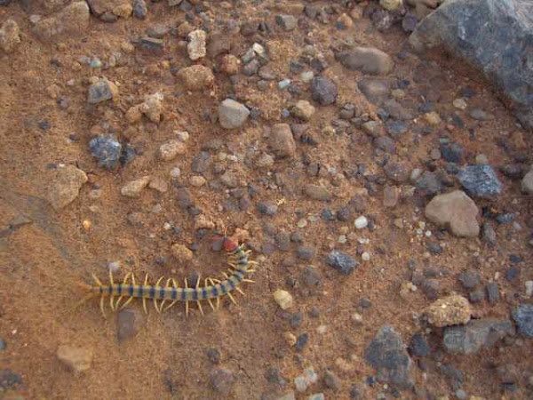 Indian tiger centipede | Project Noah