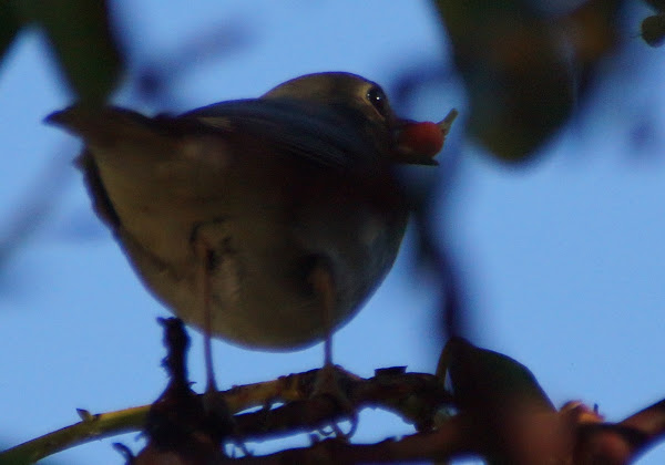 Hermit Thrush | Project Noah