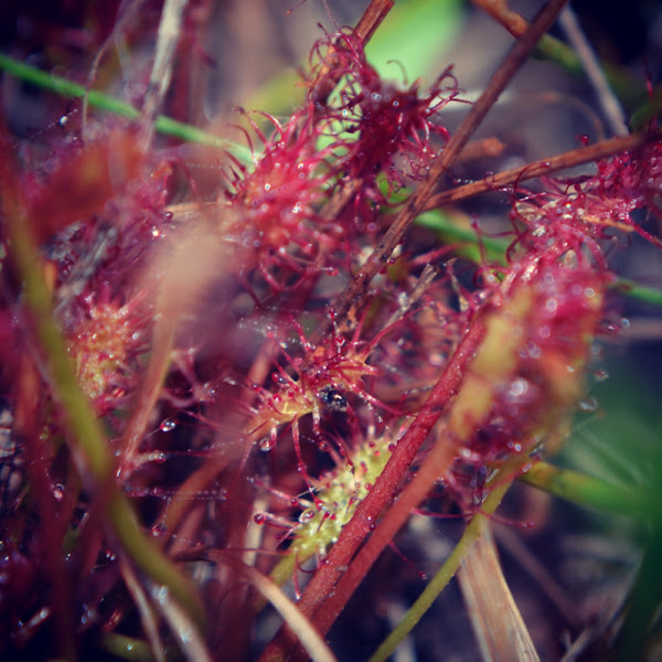 Round-leaf Sundew | Project Noah