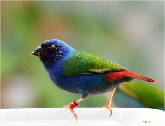 Tricoloured Parrotfinch | Project Noah