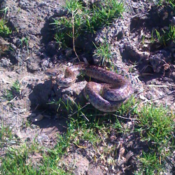 Gopher Snake | Project Noah