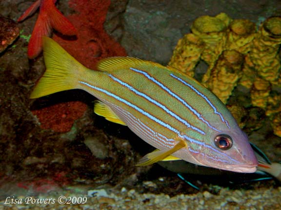 Blue Striped Grunt | Project Noah