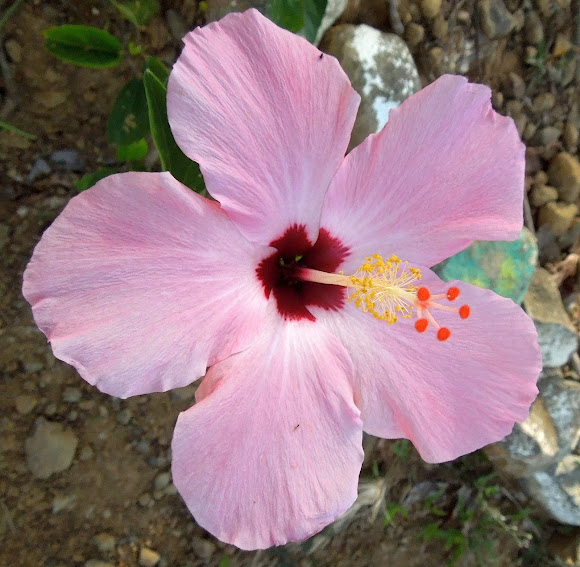 Chinese Hibiscus | Project Noah
