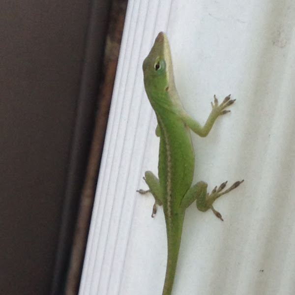 Carolina Anole | Project Noah