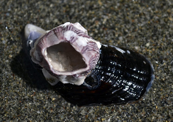 Acorn Barnacle | Project Noah