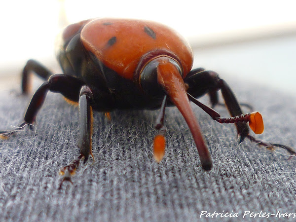 red palm weevil | Project Noah
