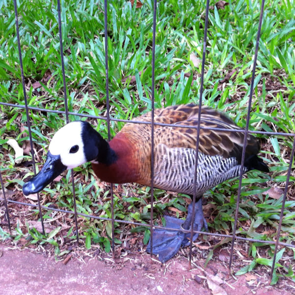 White-faced Whistling Duck | Project Noah