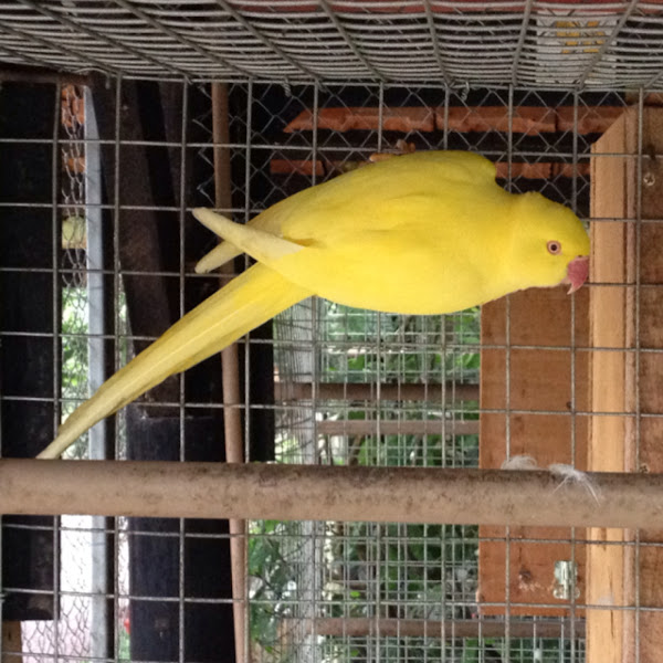 Yellow Ringneck Parrot | Project Noah