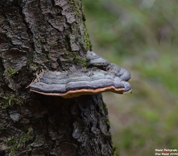 Red Banded Polypore | Project Noah