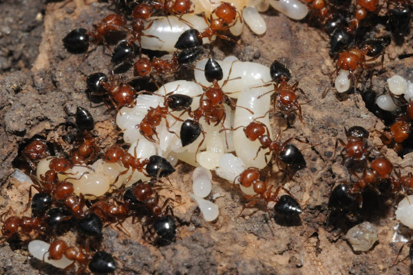 Acrobat ants | Project Noah