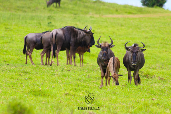 Blue Wildebees | Project Noah