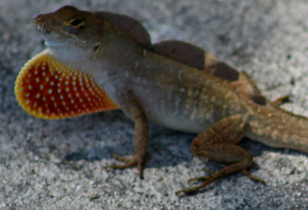 Brown Anole | Project Noah