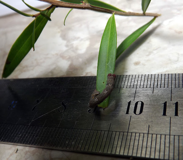 Sinister Moth Looper | Project Noah